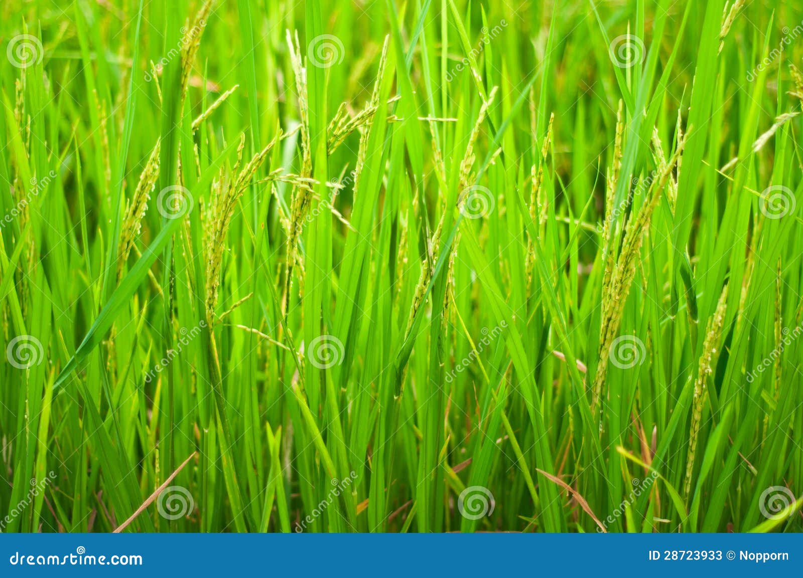 Paddy Rice stock image. Image of agriculturist, grass - 28723933