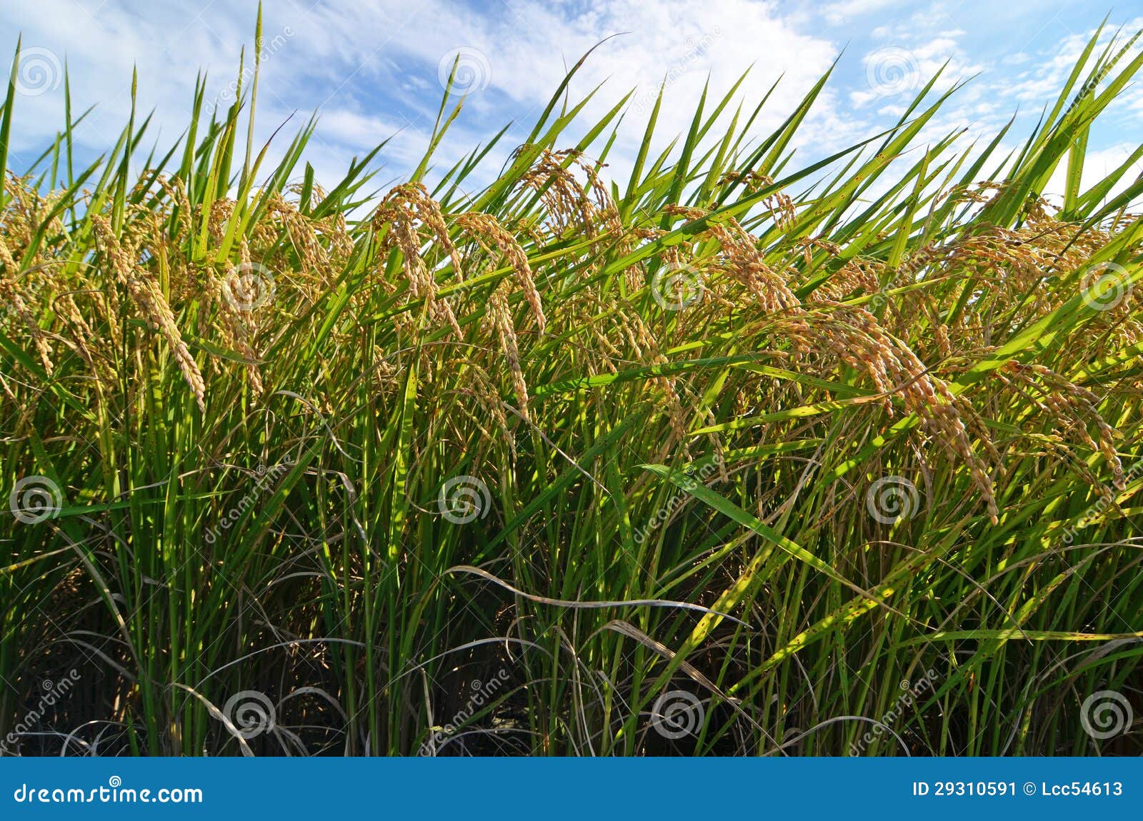 Paddy rice stock image. Image of grain, outdoors, agriculture - 29310591