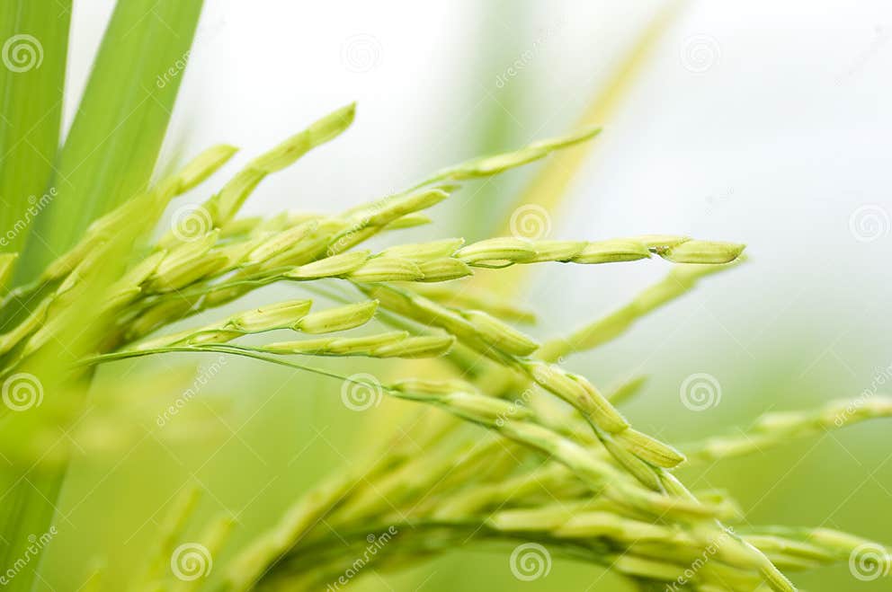 Paddy rice stock photo. Image of agriculture, fall, golden - 7355088