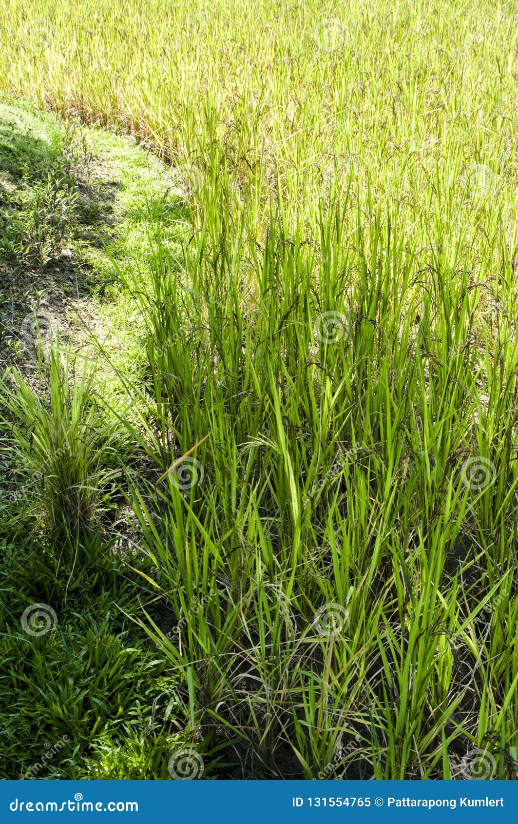 Paddy and Rice ; Paddy and Rice Background Images Stock Image - Image ...