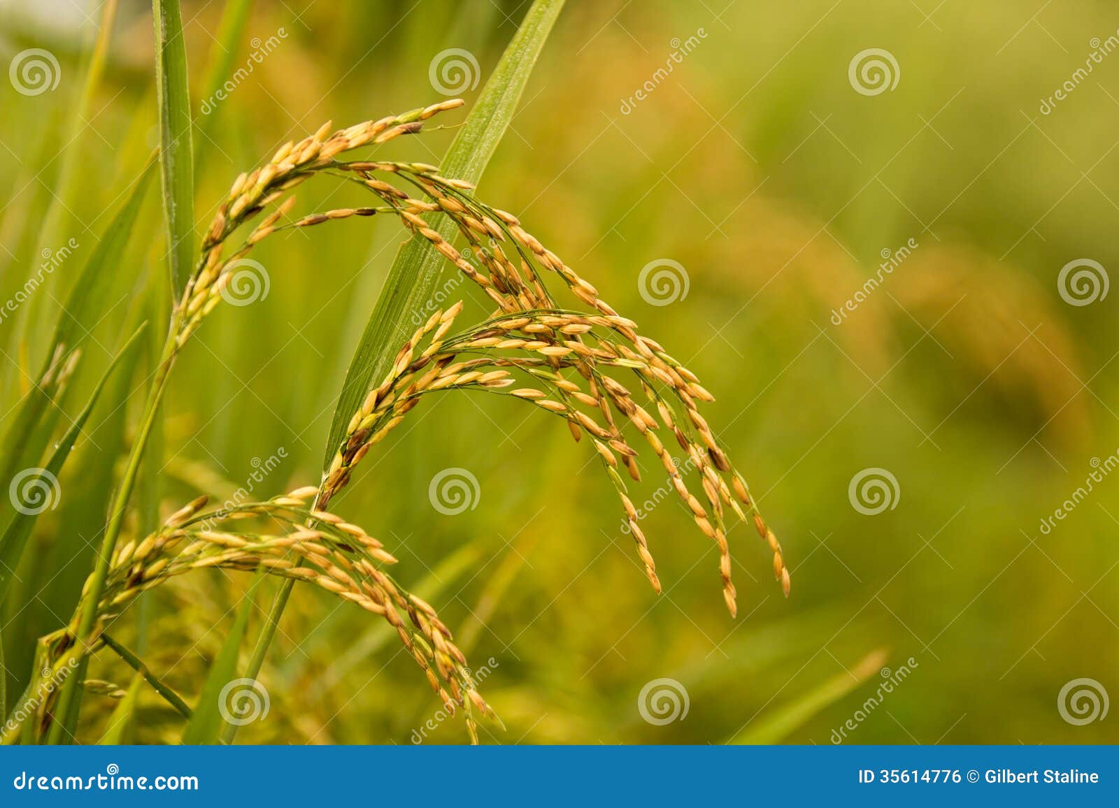 Paddy rice stock photo. Image of leaves, grass, paddy - 35614776