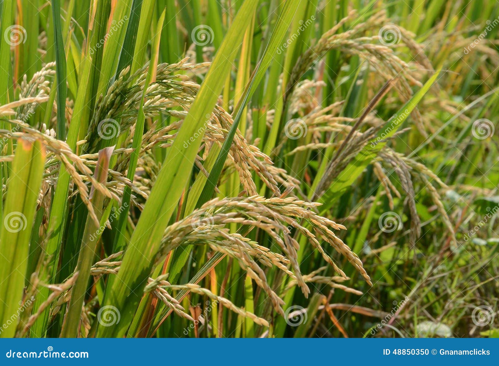 Paddy rice. stock photo. Image of grain, paddy, golden - 48850350