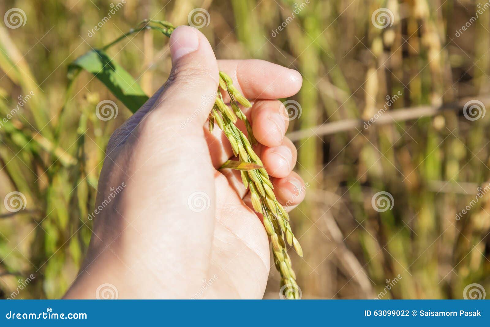 Paddy rice berry in hand stock photo. Image of rice, meadow - 63099022