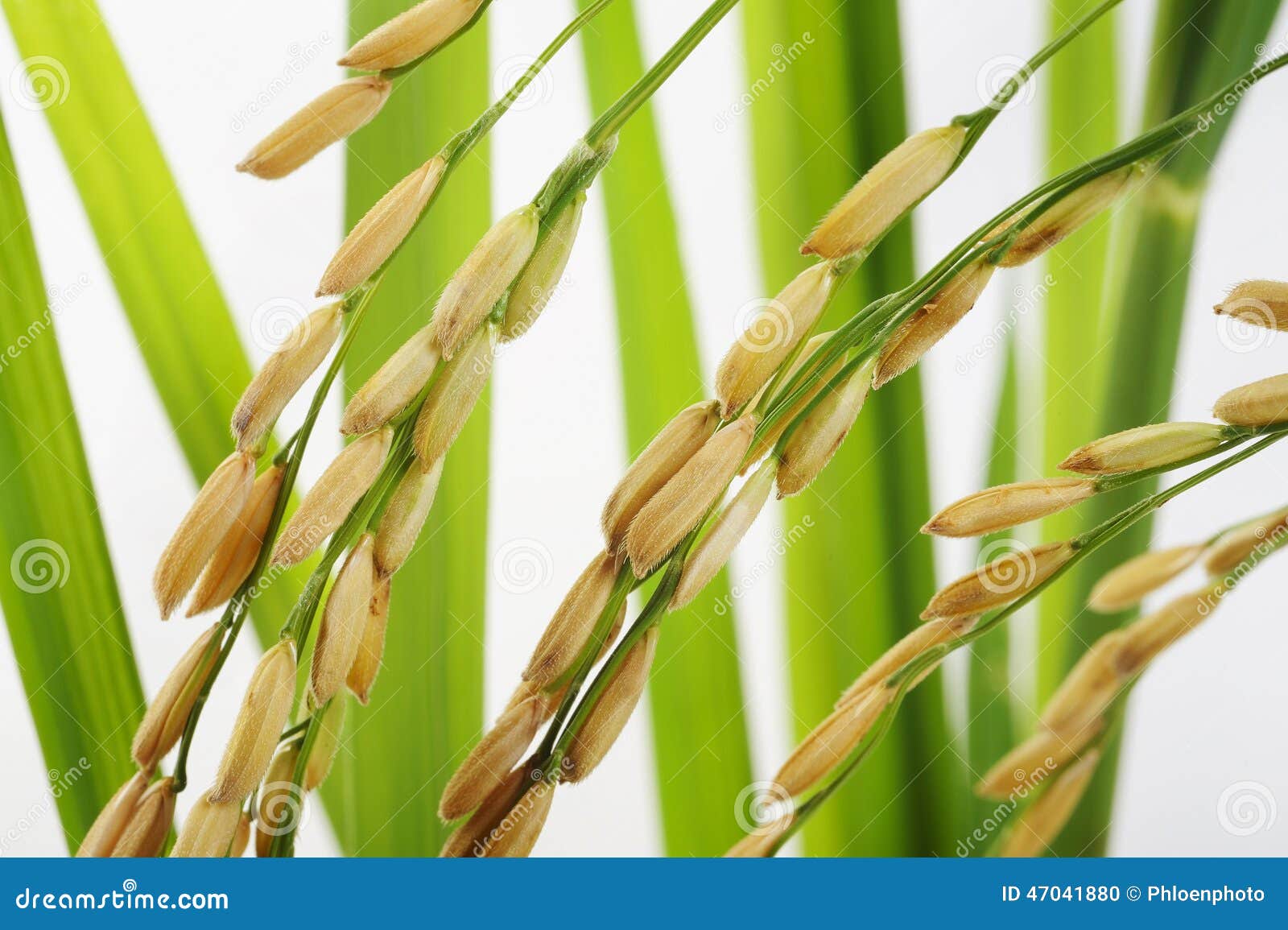 Paddy rice stock photo. Image of grow, macro, foliage - 47041880