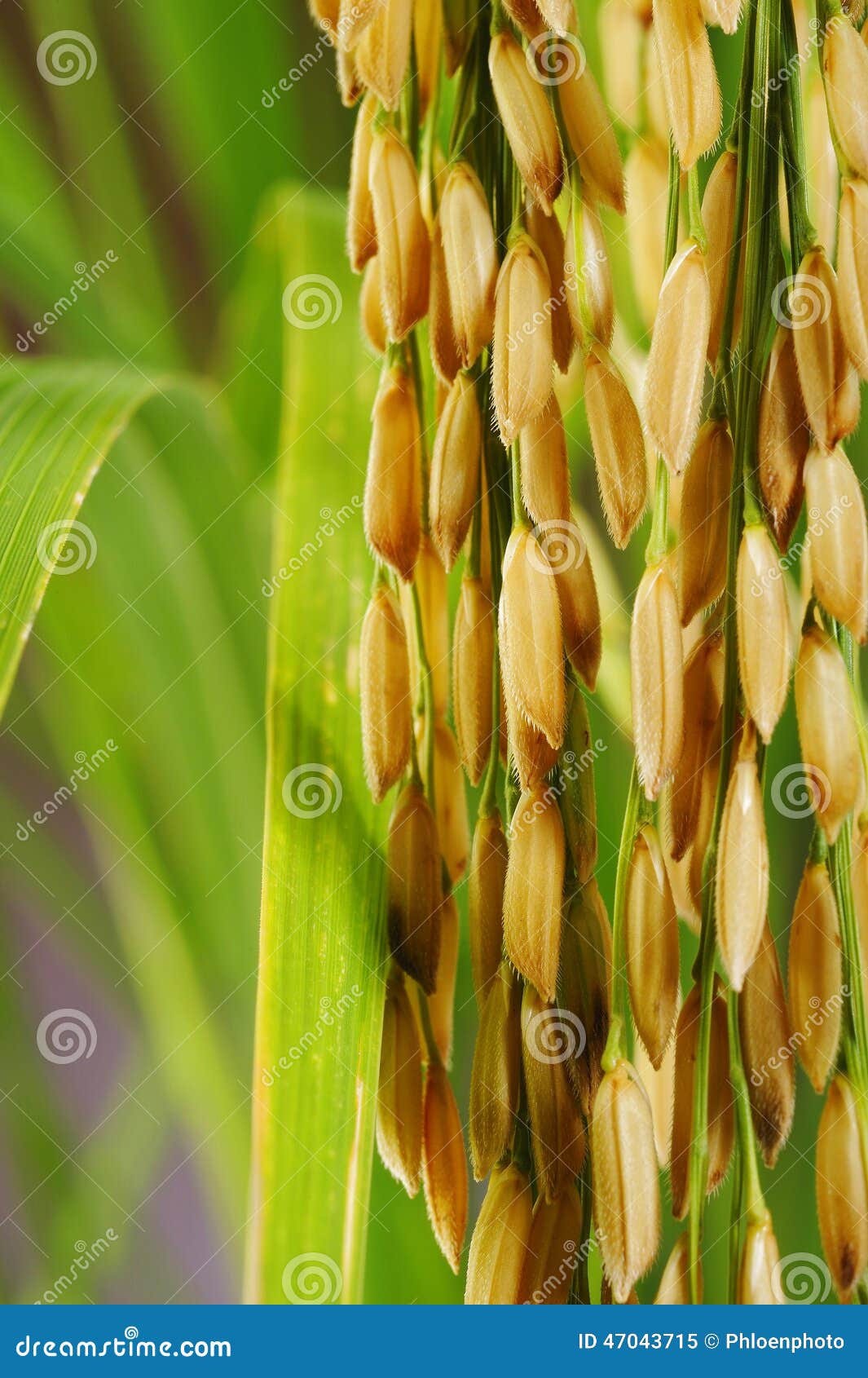Paddy rice stock image. Image of yellow, agriculture - 47043715