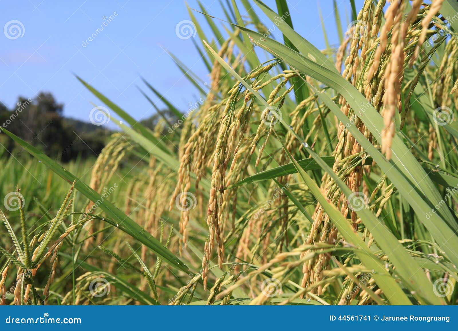 Paddy rice stock image. Image of rice, grass, ripening - 44561741