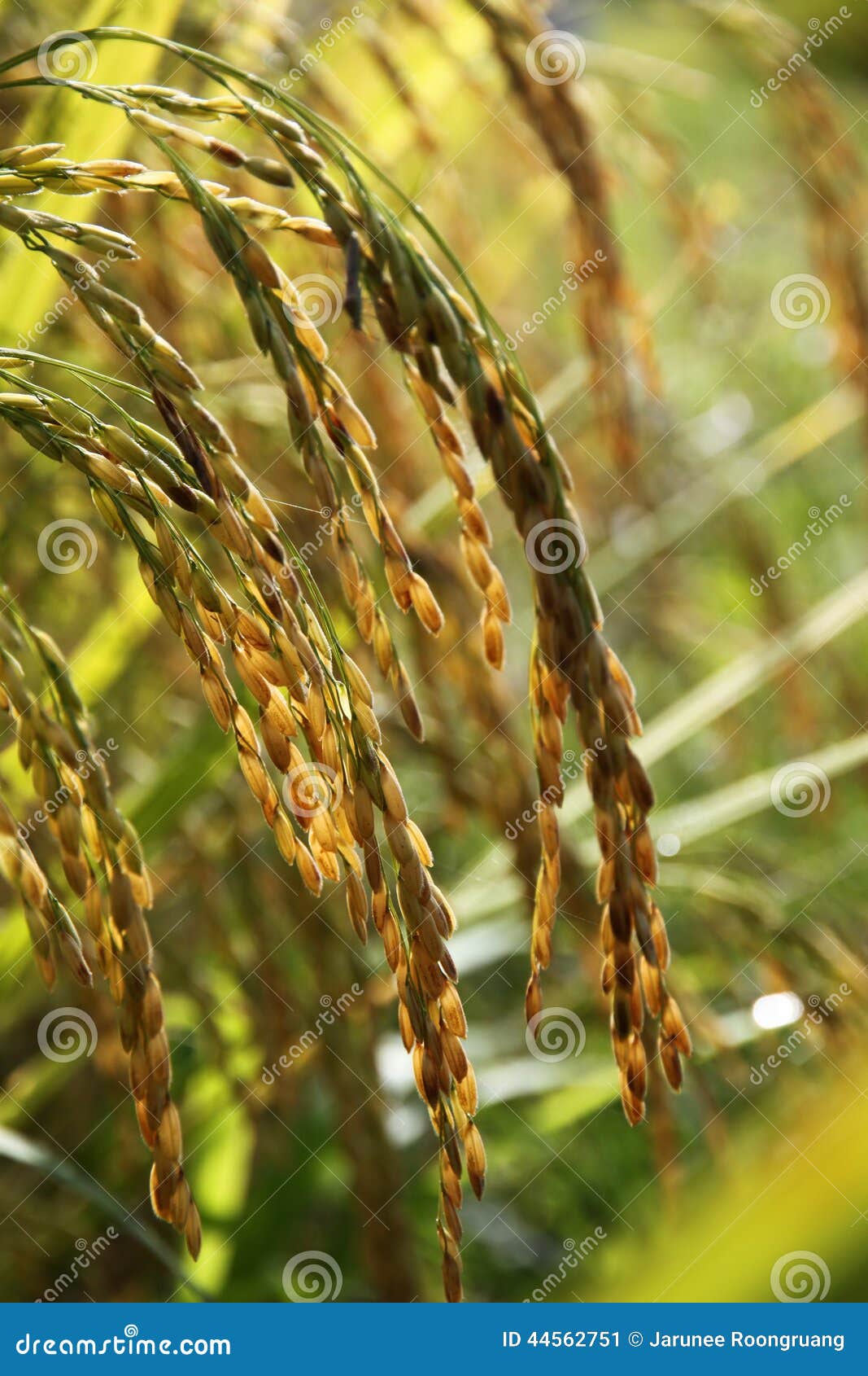 Paddy rice stock image. Image of plant, grass, farmer - 44562751