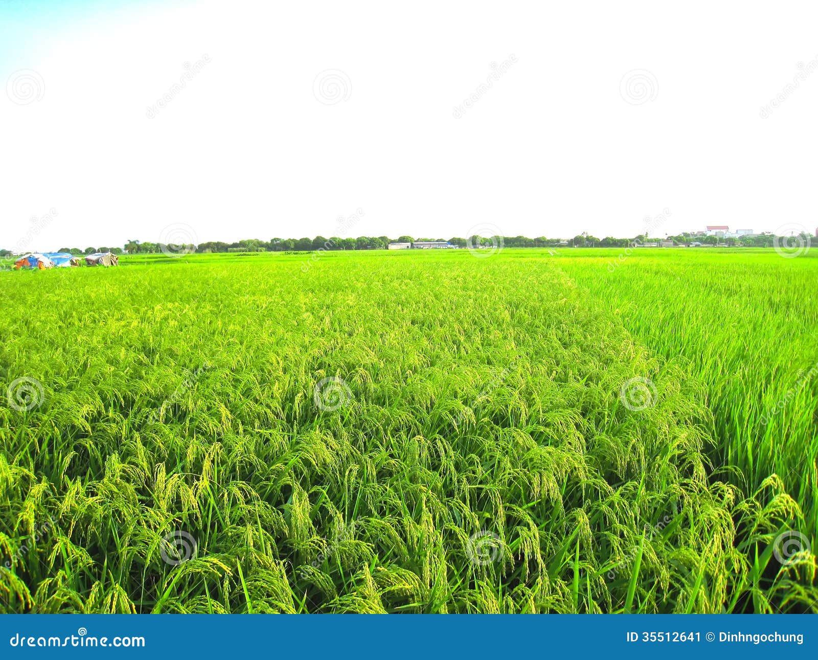 Paddy Rice is Cooked with Flowers Stock Image - Image of asia, harvest ...