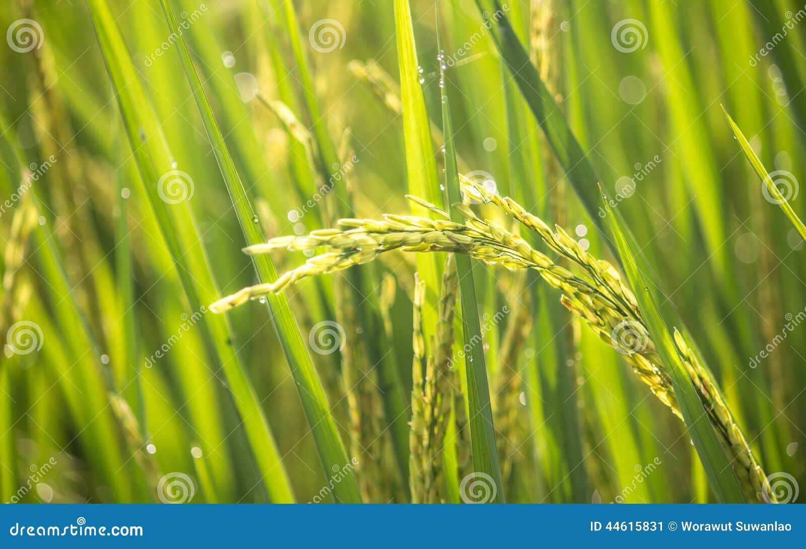 Paddy rice crop stock image. Image of food, cereal, detail - 44615831