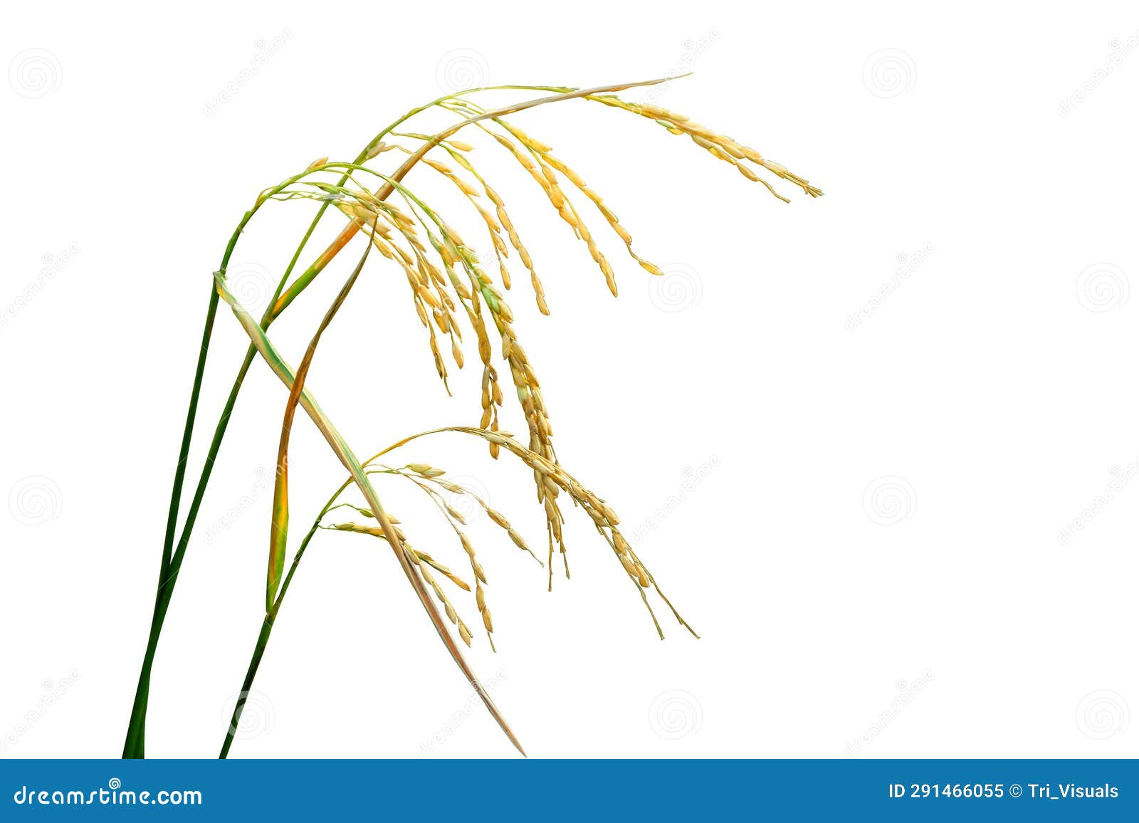 Paddy Rice Crop Isolated on White Background with Clipping Path Stock ...