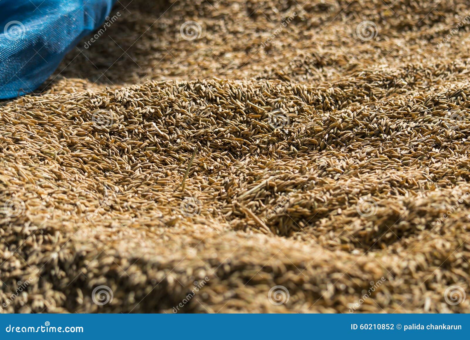 Paddy rice drying stock photo. Image of grain, rice, nutritional - 60210852