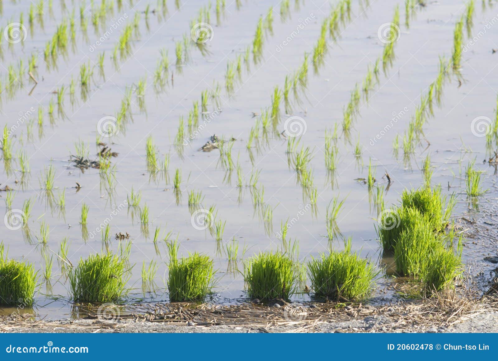 Paddy rice farm. stock photo. Image of bloom, agriculture - 20602478
