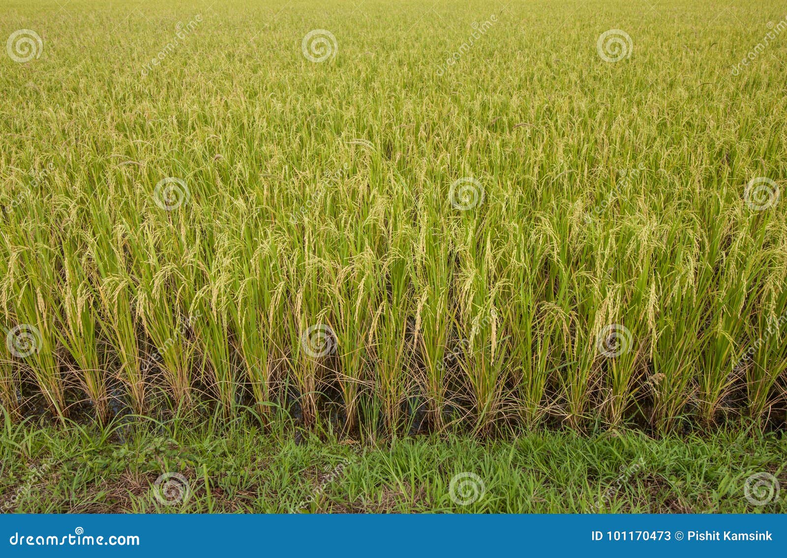 Paddy rice stock image. Image of cereal, nature, asia - 101170473