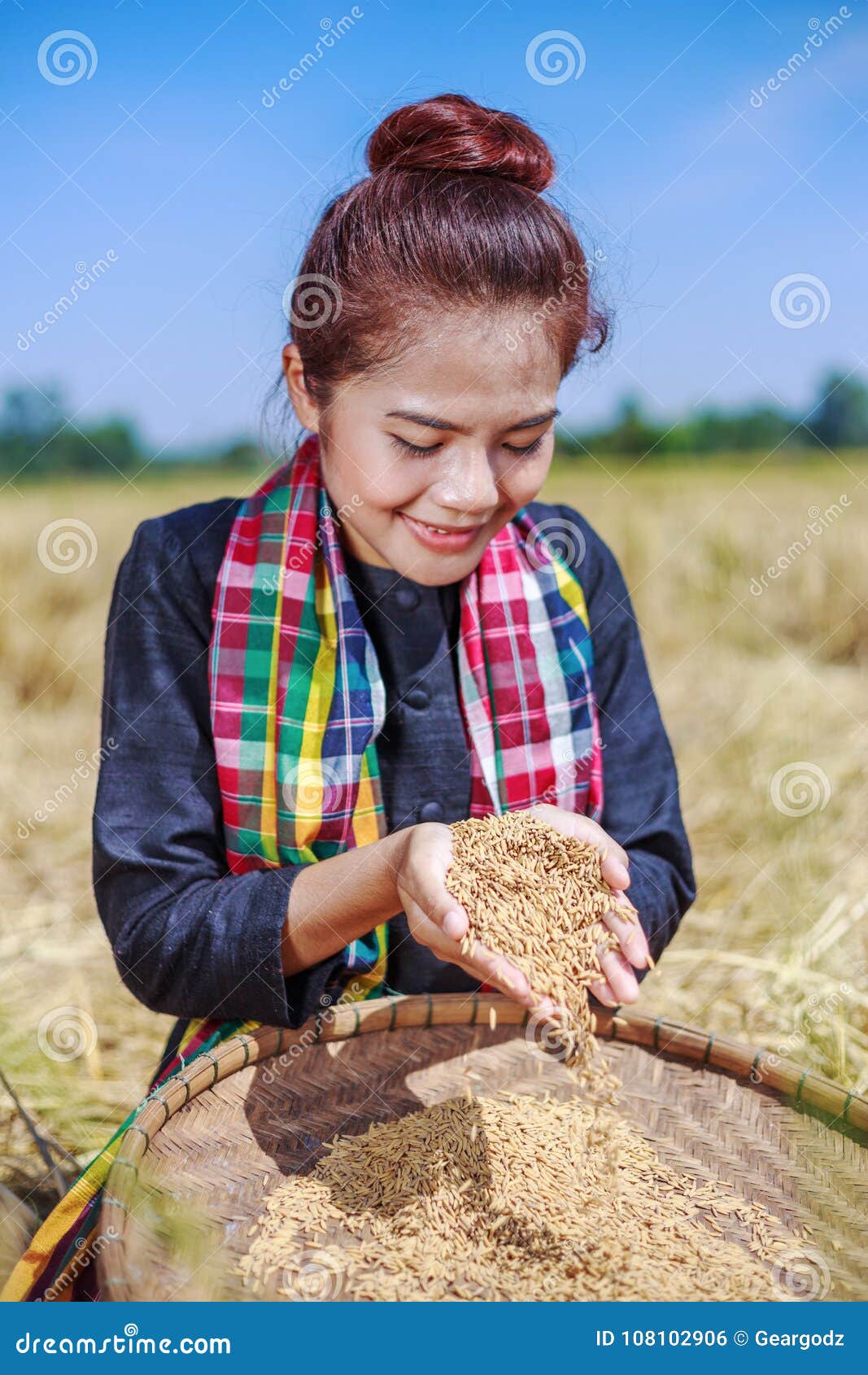 Paddy Rice in Farmer Woman Hand Stock Photo - Image of food, asian ...