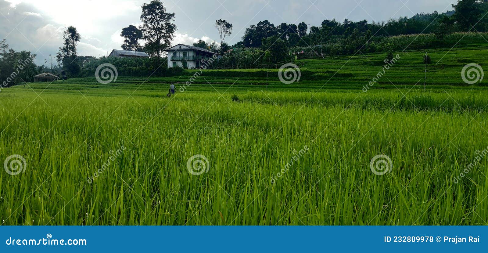 Paddy rice farming editorial stock photo. Image of field - 232809978