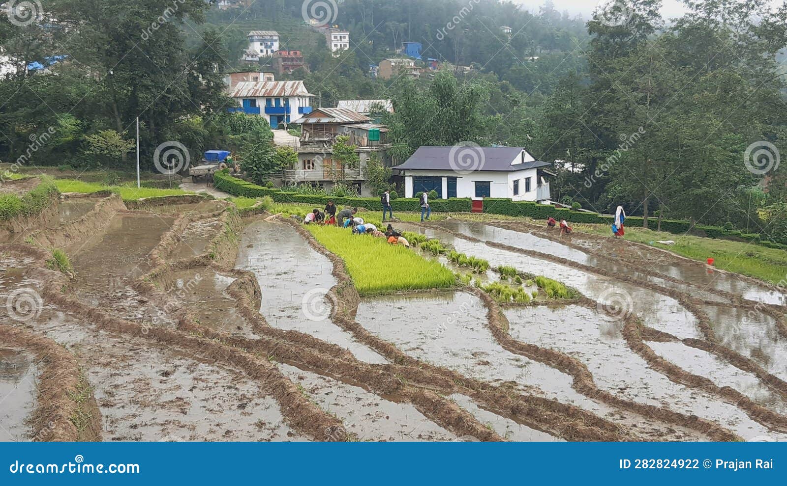 Paddy Rice Farming at Eastern Nepal Stock Photo - Image of nepal, paddy ...