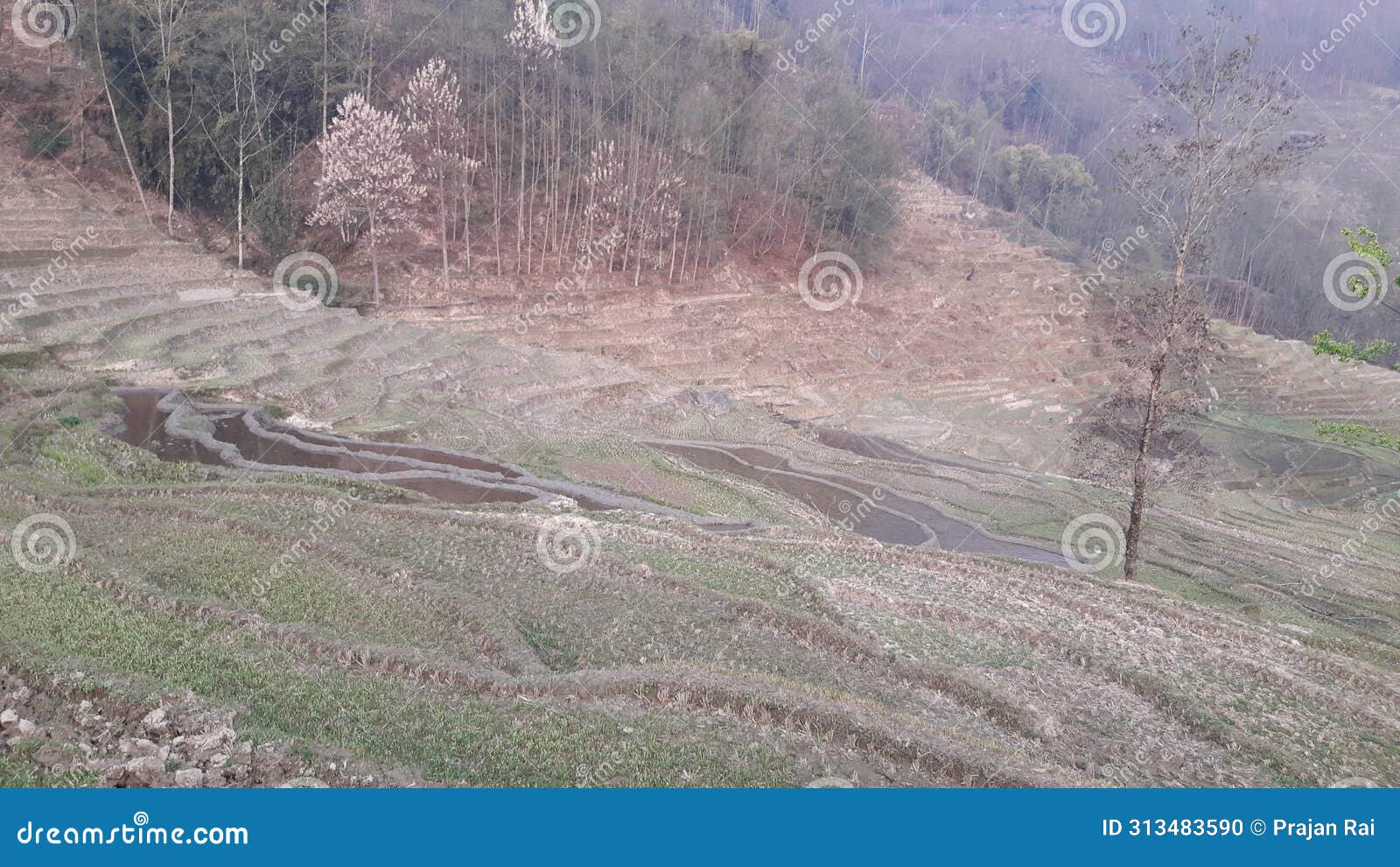 Paddy Rice Farming Empty Fields Stock Photo - Image of empty, rice ...