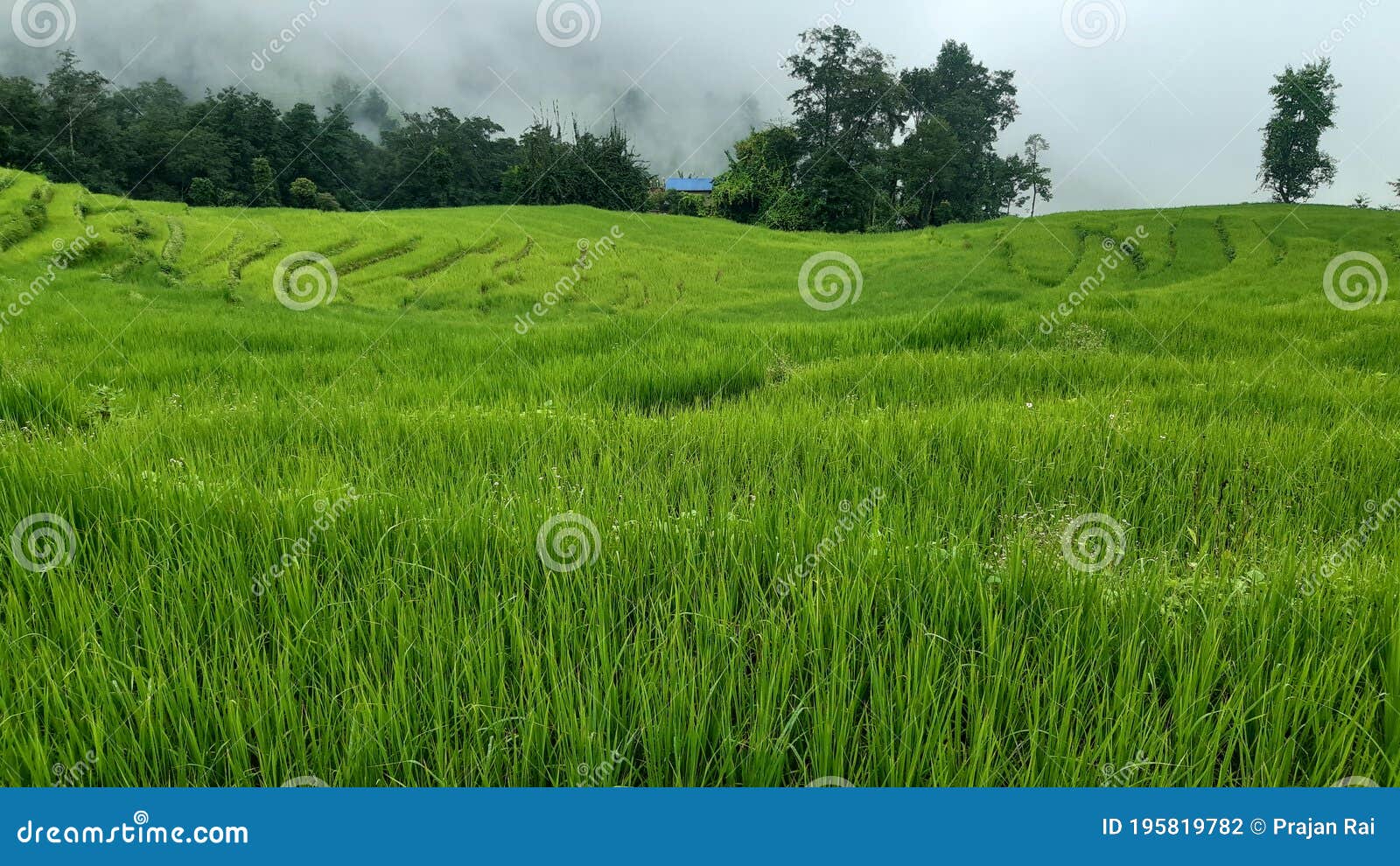 Paddy Rice Farming in Nepal Stock Photo - Image of paddy, hill: 195819782