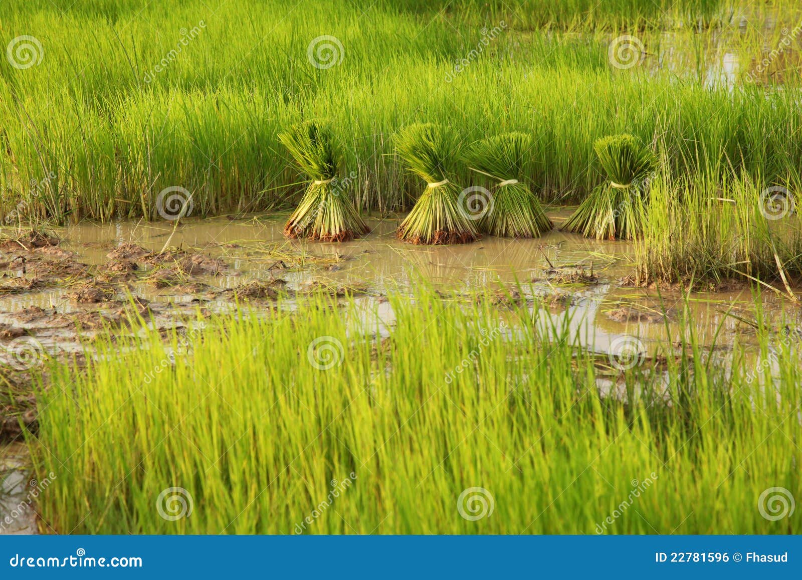 The paddy rice farmland stock photo. Image of green, grow - 22781596