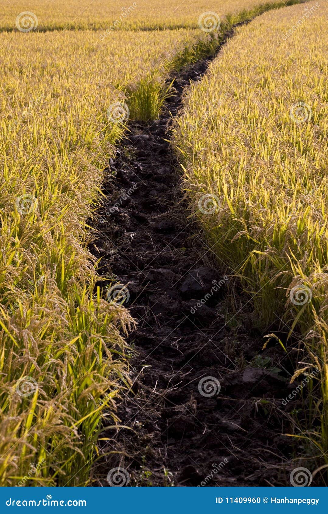 Paddy rice field stock photo. Image of cultivation, field - 11409960