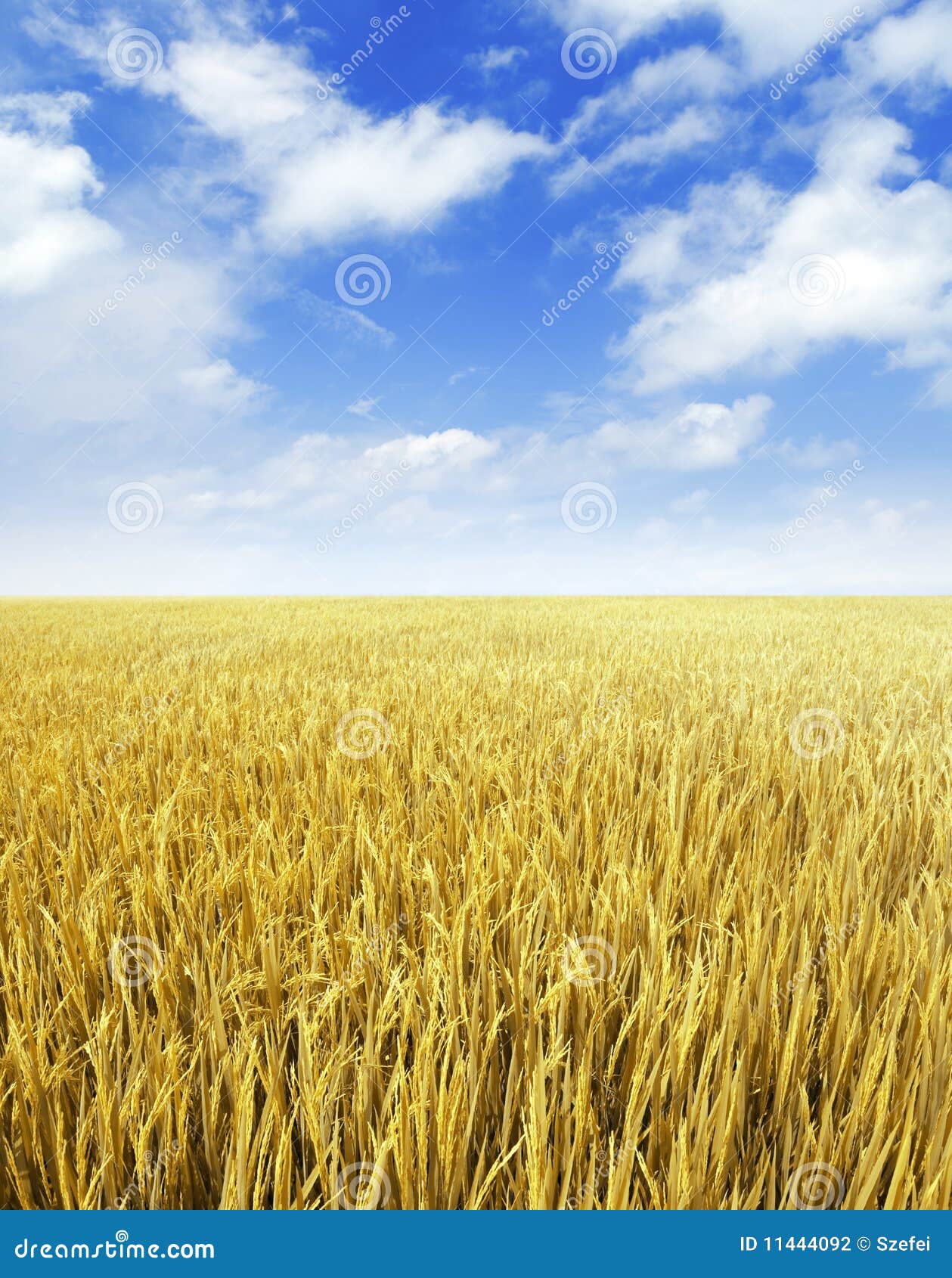 Paddy rice field stock photo. Image of agricultural, economy - 11444092