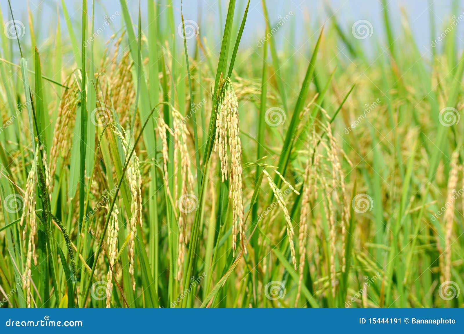 The paddy rice in field stock image. Image of asia, green - 15444191