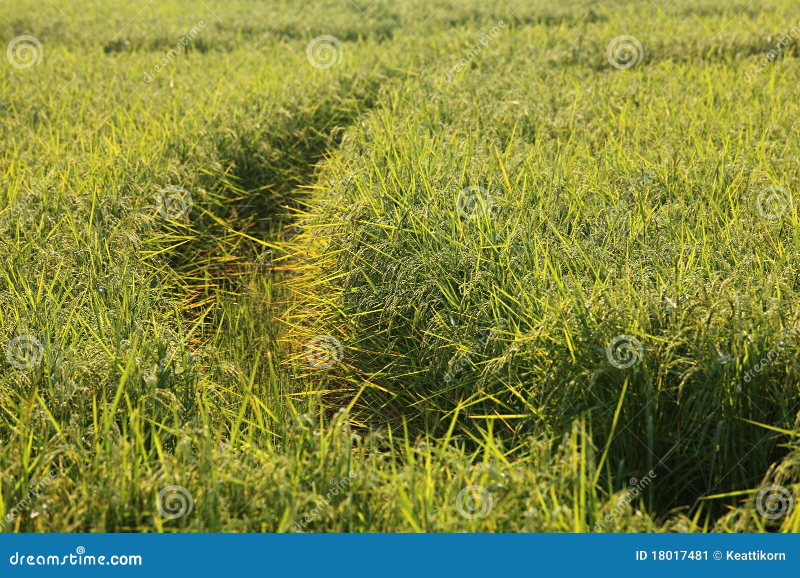 Paddy Rice Field stock image. Image of field, countryside - 18017481