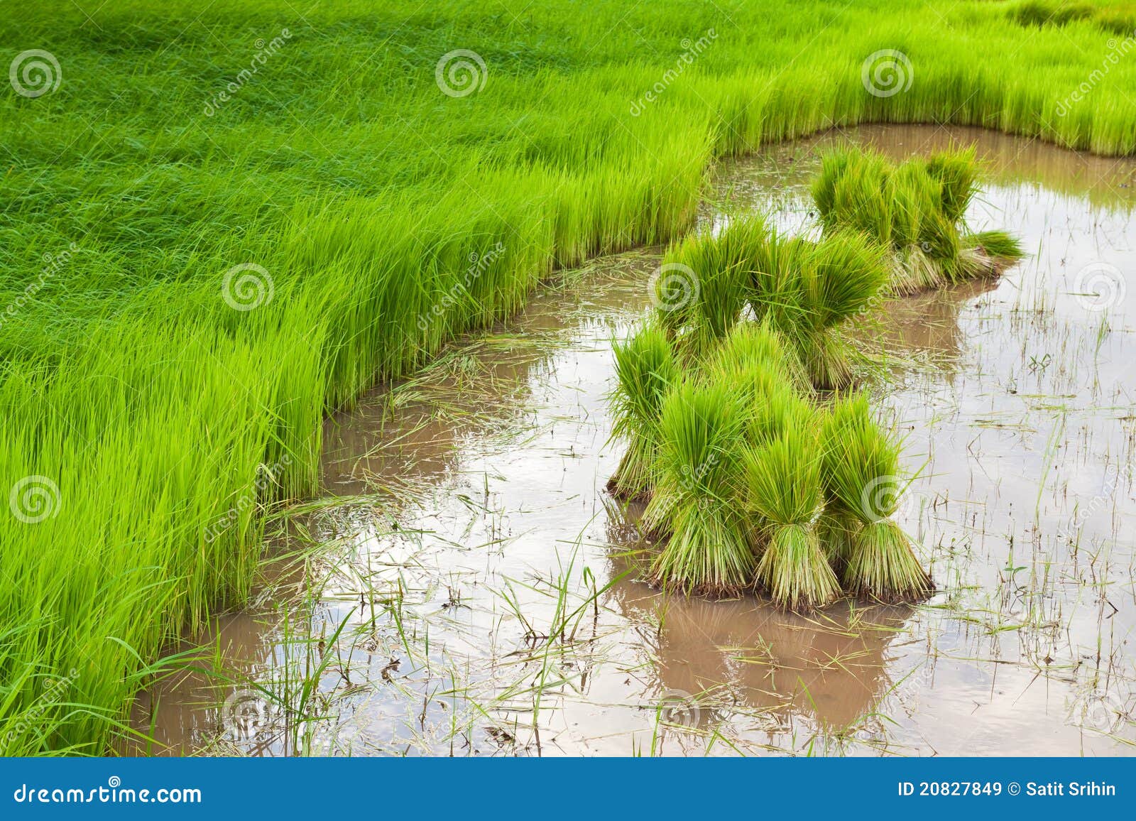 Paddy rice in field stock image. Image of nature, asia - 20827849