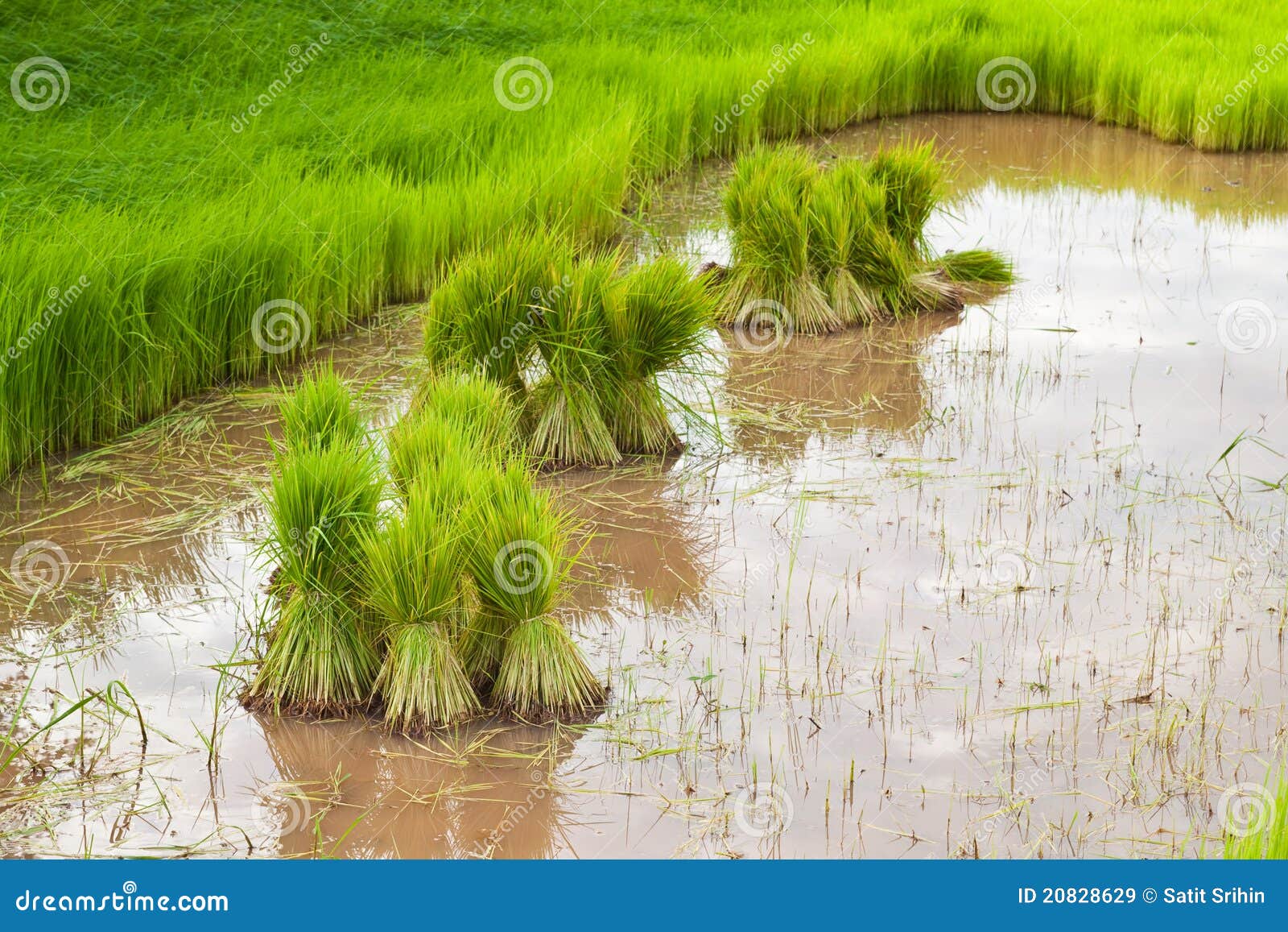 Paddy rice in field stock image. Image of green, nature - 20828629