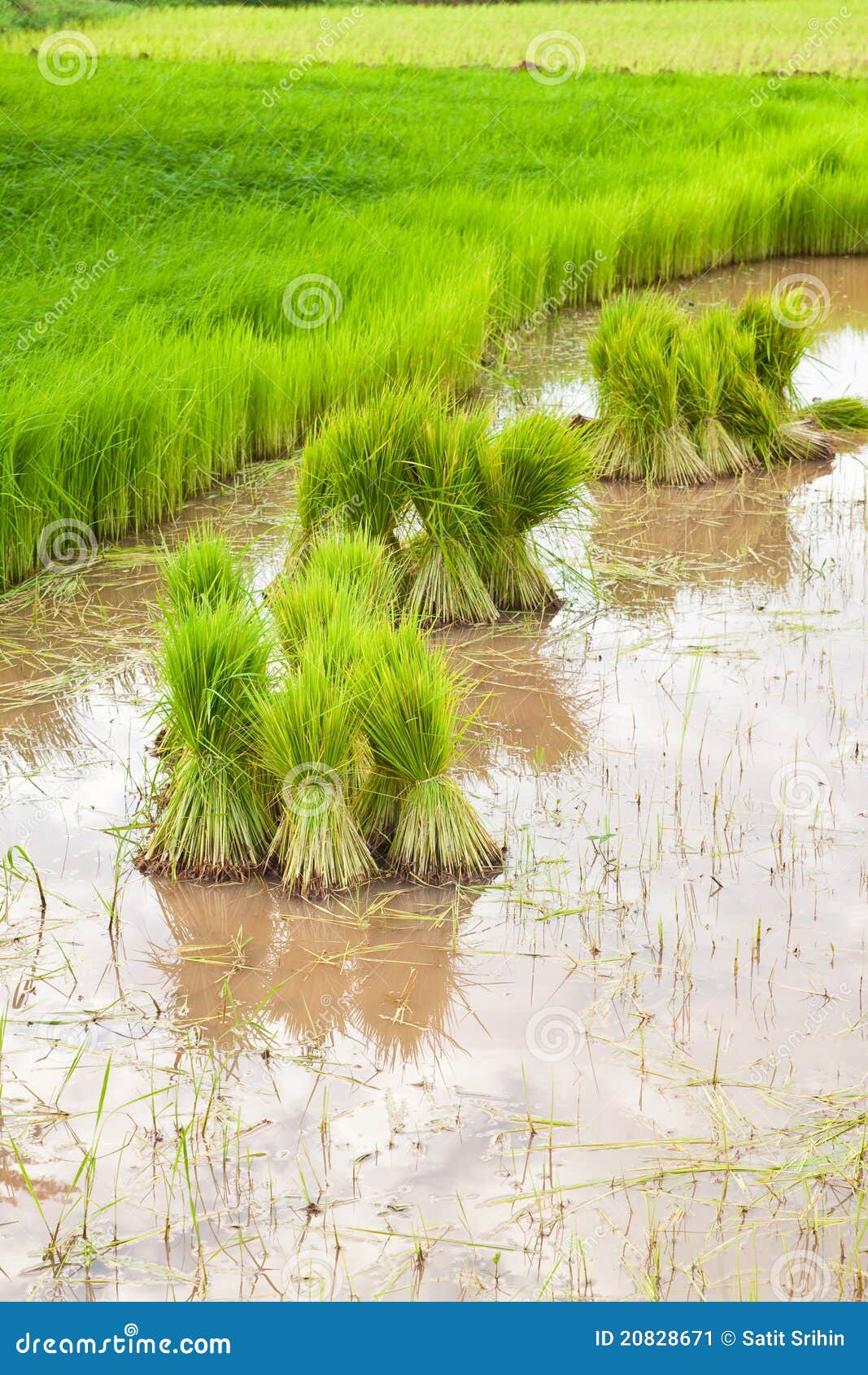 Paddy rice in field stock image. Image of nature, growth - 20828671