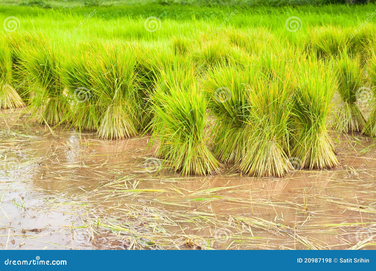 Paddy rice in field stock photo. Image of fresh, nature - 20987198