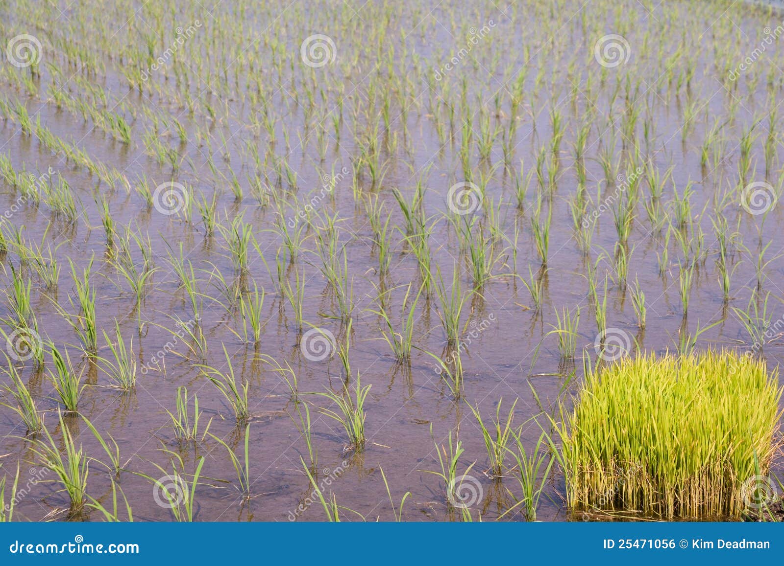 Paddy rice field stock photo. Image of irrigation, plant - 25471056