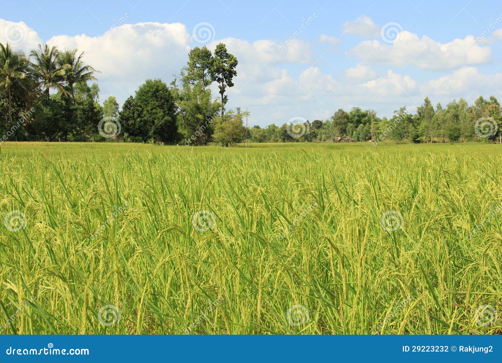 Paddy rice field stock photo. Image of field, farming - 29223232