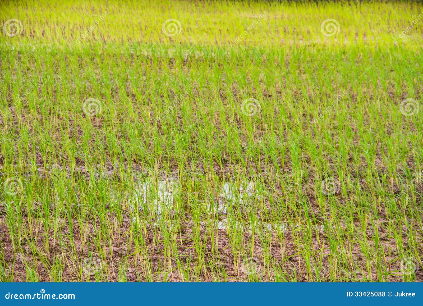 Paddy rice in field stock photo. Image of green, grain - 33425088