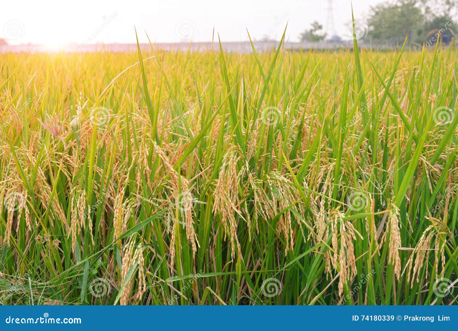 Paddy rice field stock image. Image of grain, agriculture - 74180339