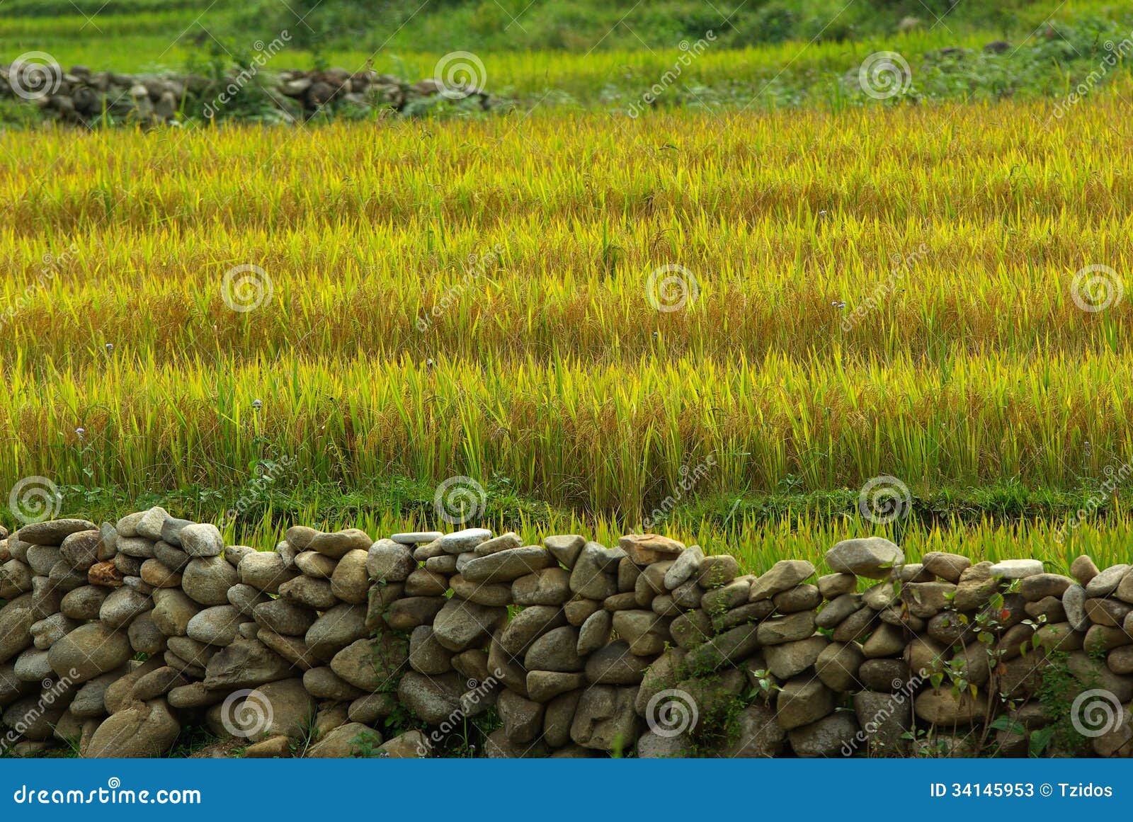 Paddy Rice Field Background with Stone Wall Stock Image - Image of ...