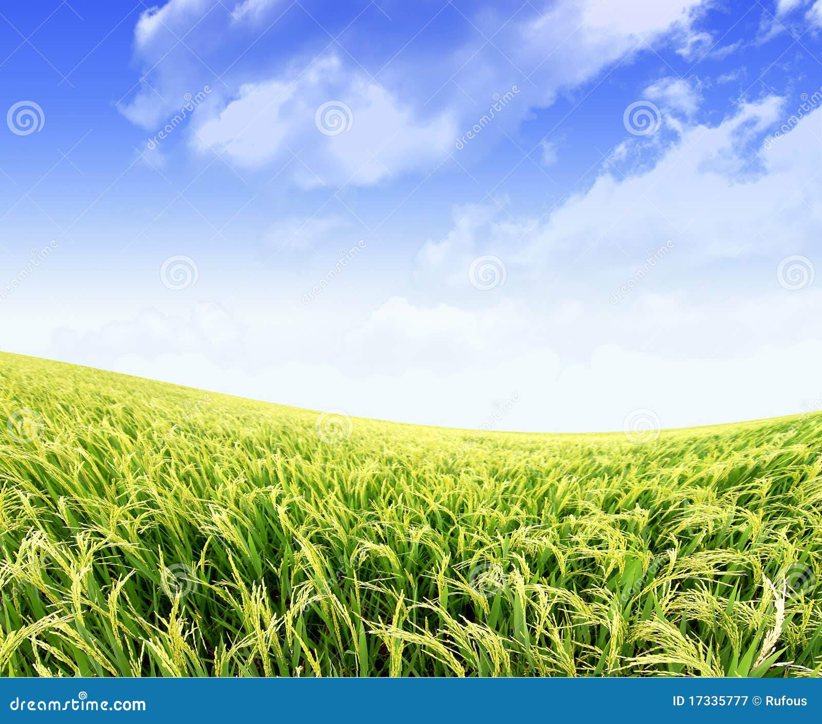 Paddy Rice Field In Blue Sky Royalty Free Stock Photography - Image ...