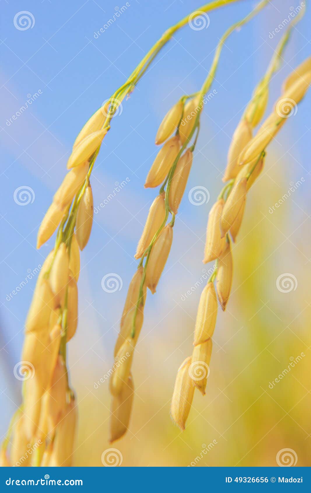 Paddy rice field stock photo. Image of crop, nature, abundance - 49326656