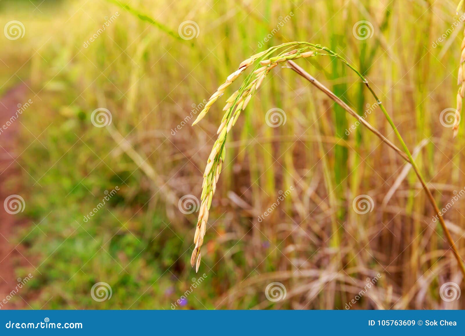 Paddy Rice Field Close Up with Rice Grain on Its Stalk Stock Image ...