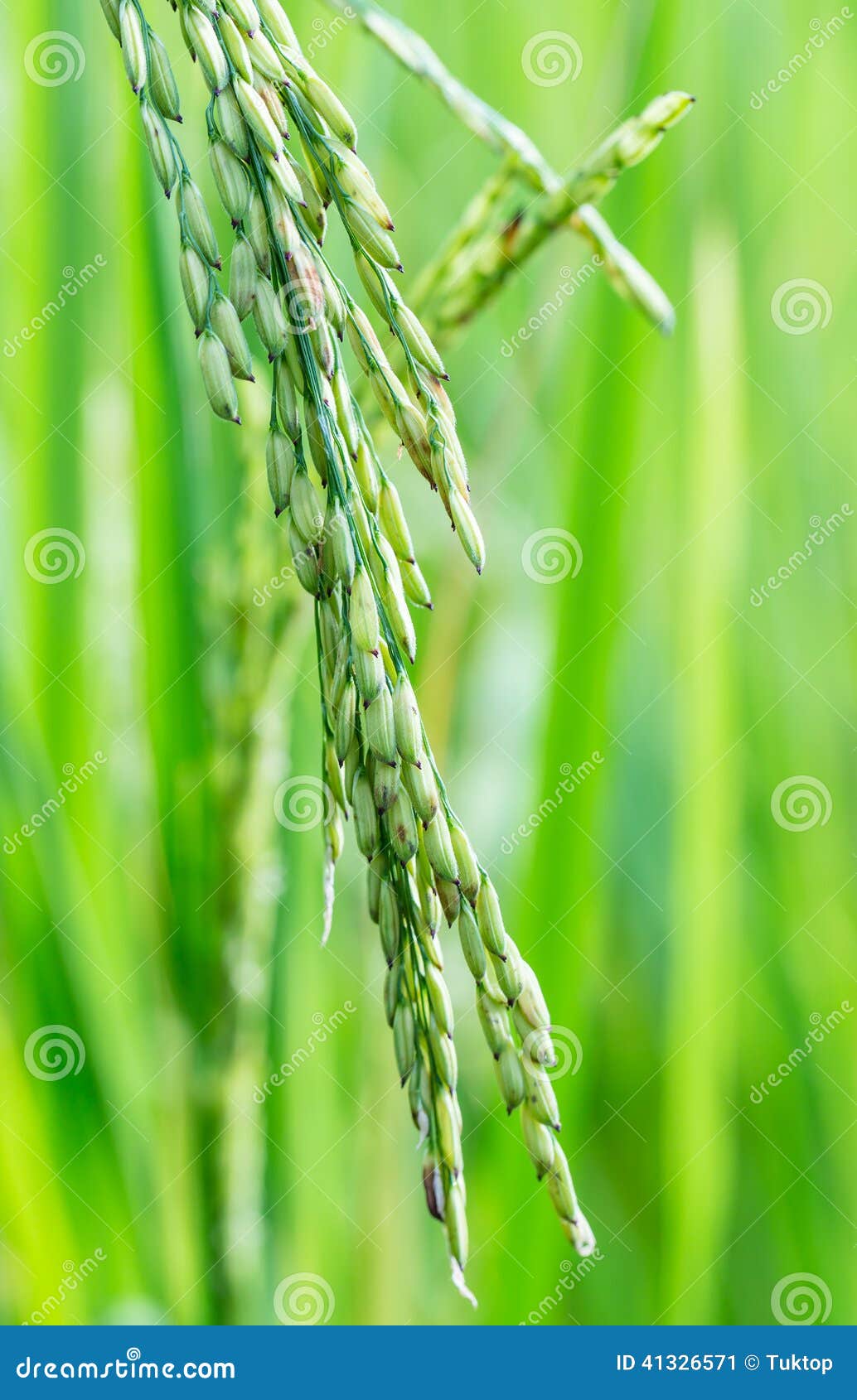 Paddy rice field stock image. Image of curve, cultivate - 41326571