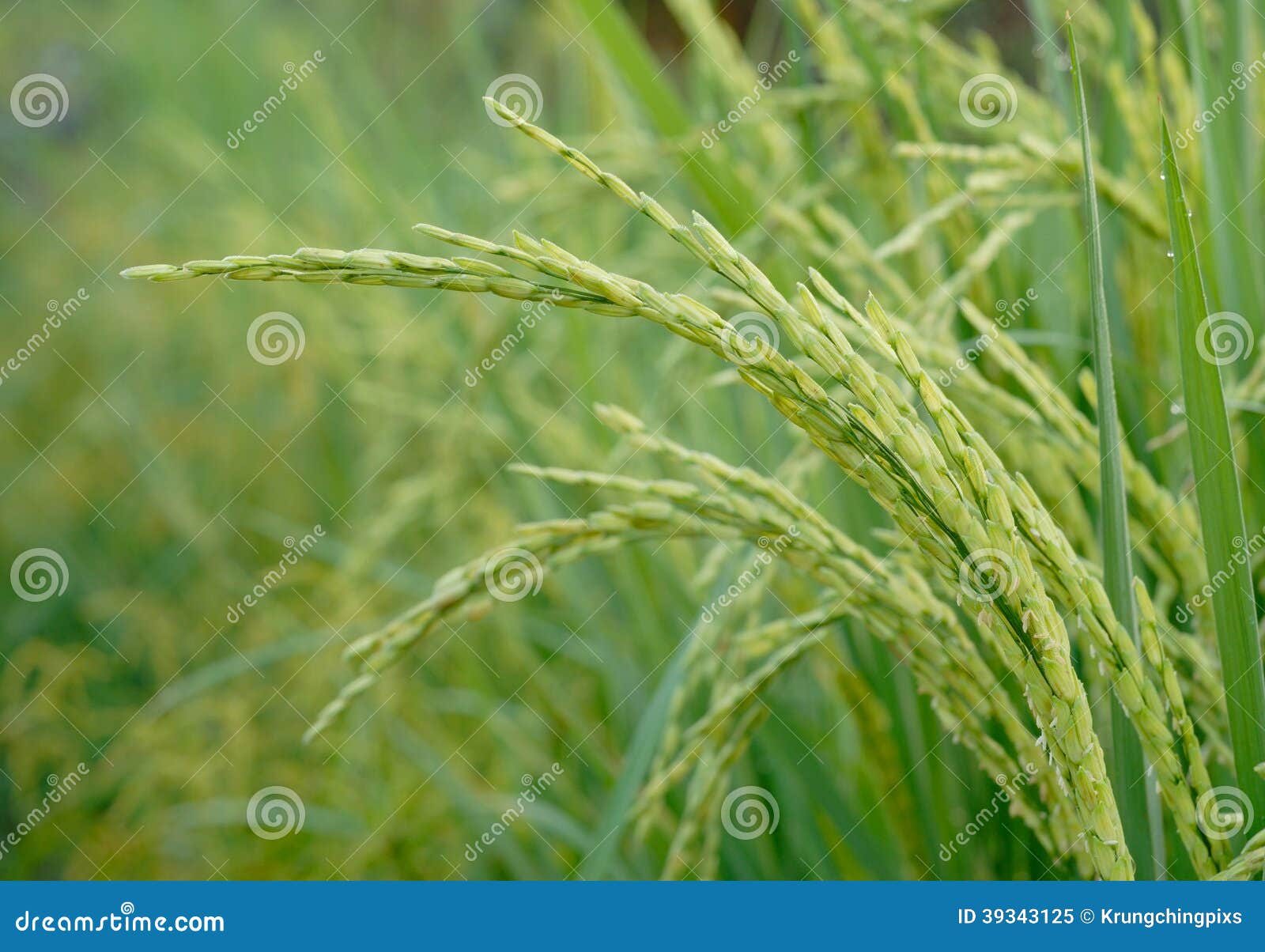 Paddy rice field stock image. Image of harvest, countryside - 39343125