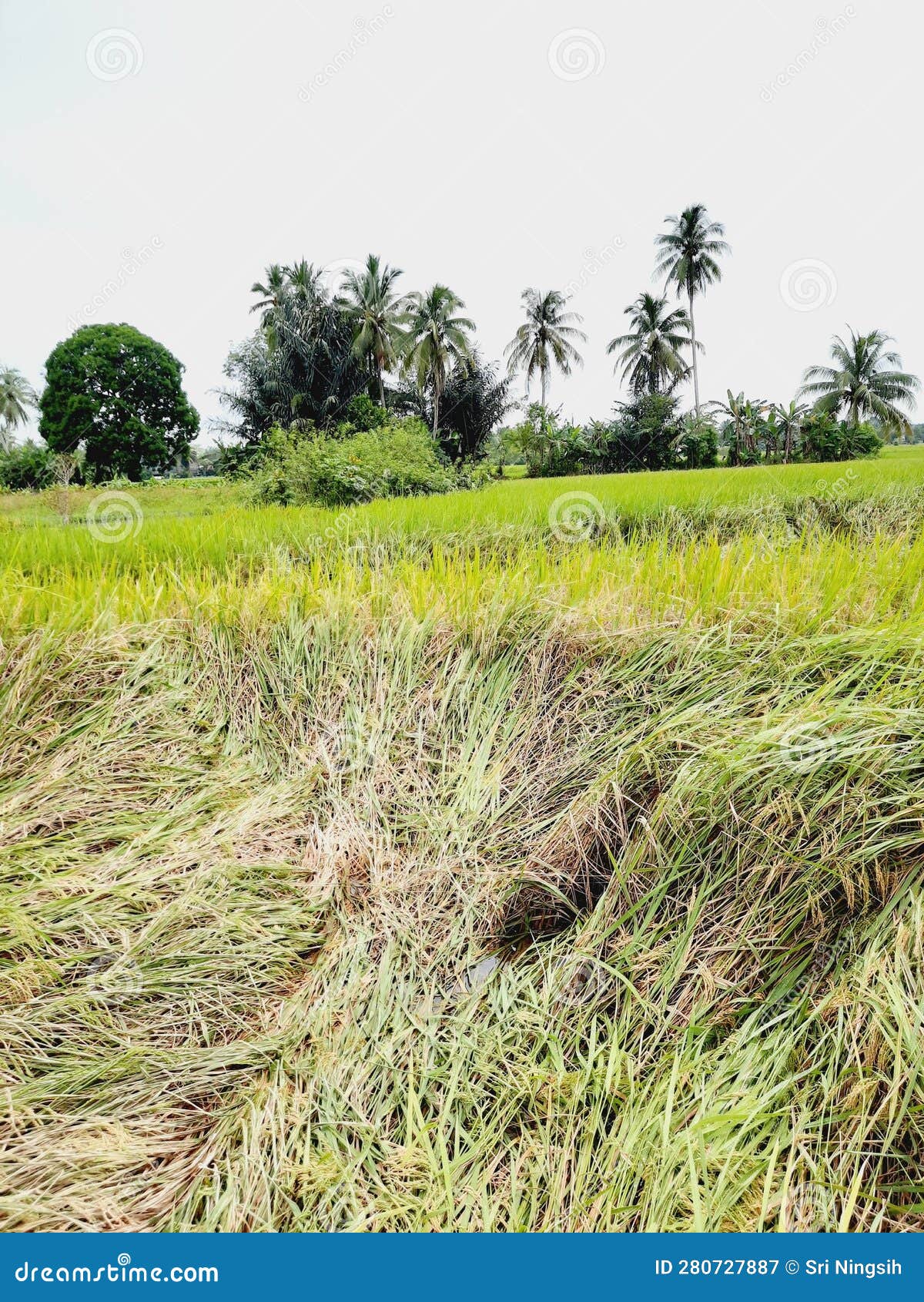 Paddy Rice Field Due To Wind Storm Stock Image - Image of field, rice ...