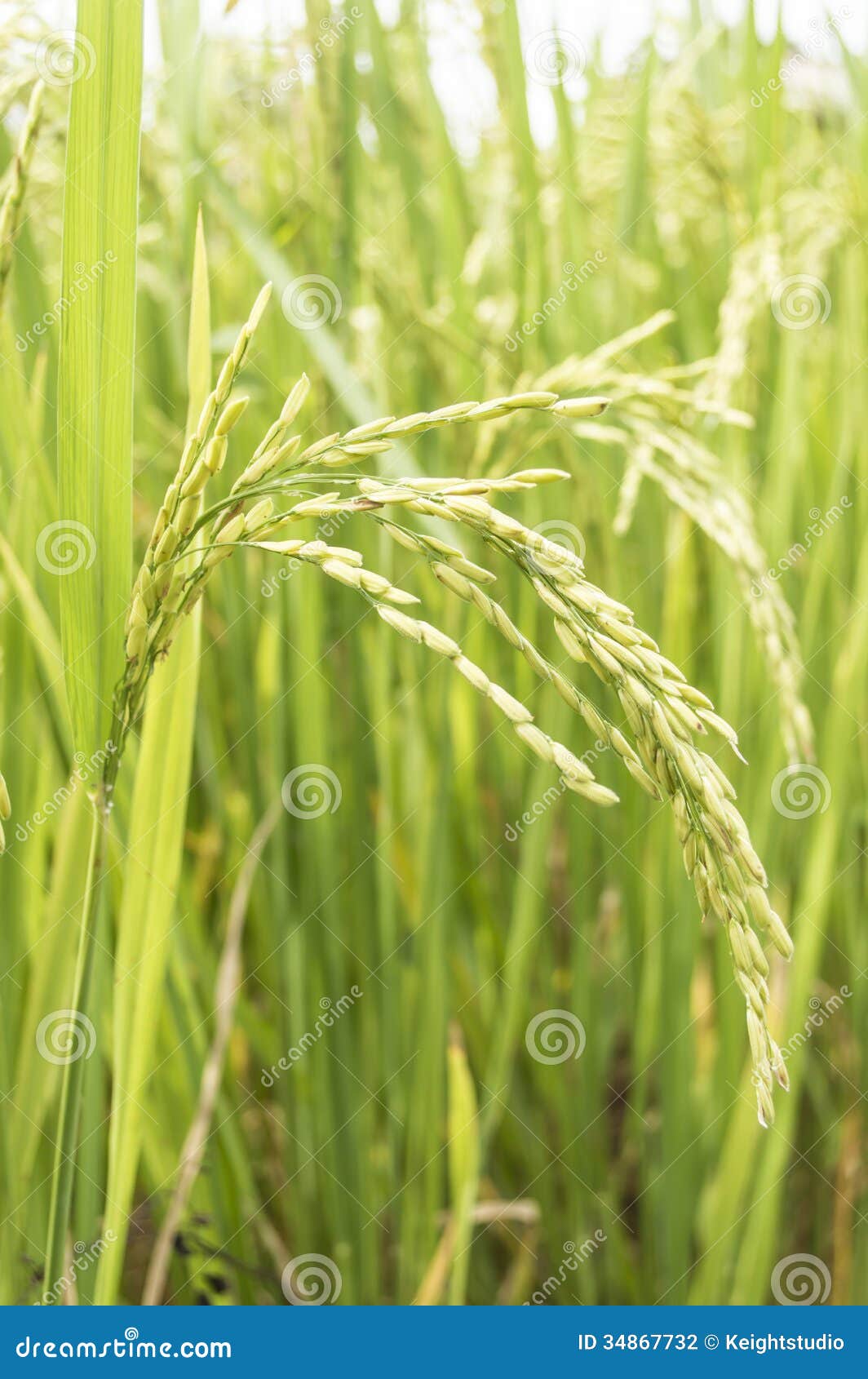Paddy rice field stock photo. Image of staple, green - 34867732