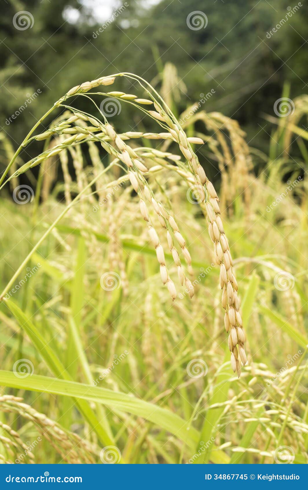 Paddy Rice stock image. Image of countryside, rice, land - 34867745