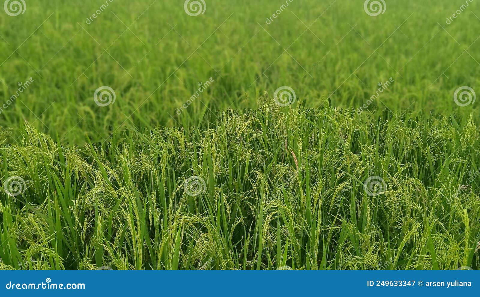Paddy rice field farm stock image. Image of flower, farm - 249633347