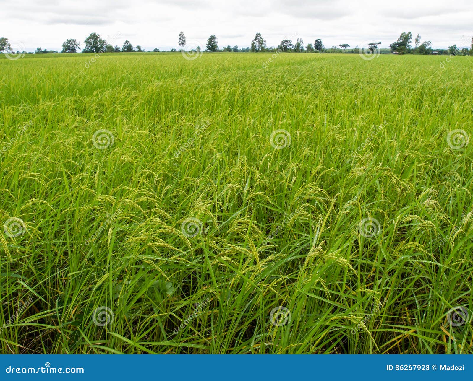 Paddy rice in field stock photo. Image of nature, leaf - 86267928