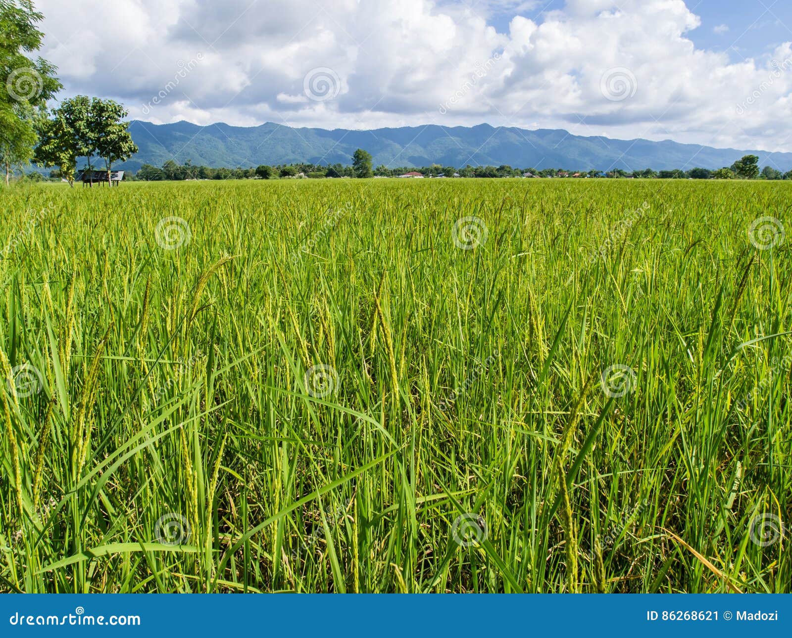 Paddy rice in field stock image. Image of cultivate, fresh - 86268621