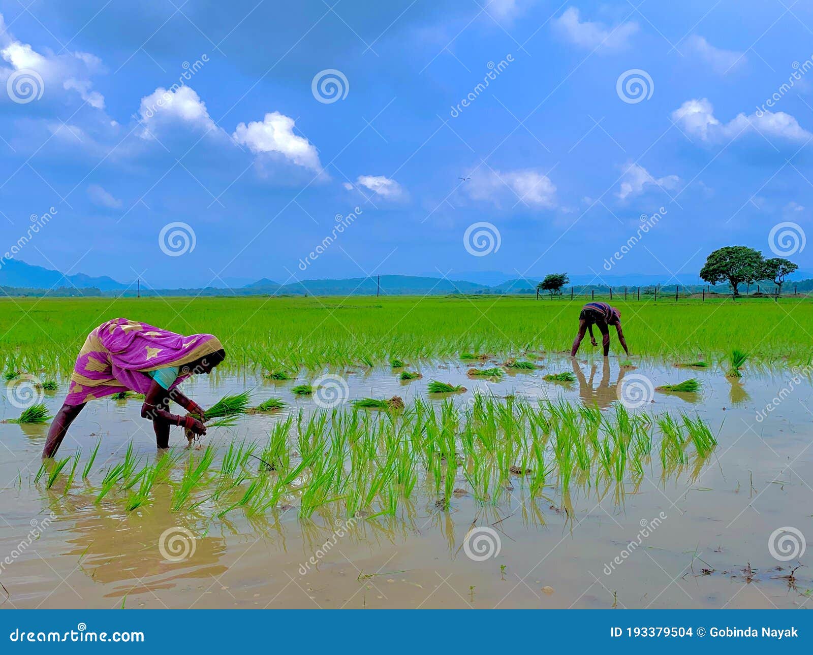 Paddy on the rice field editorial stock image. Image of odisha - 193379504