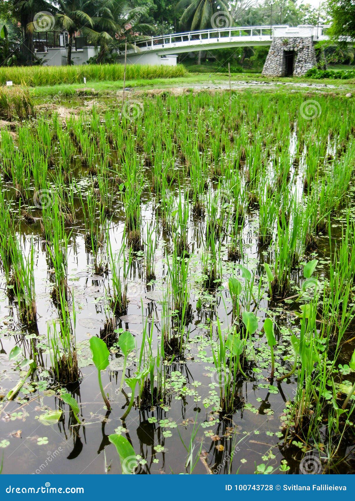 Paddy rice field stock photo. Image of water, cereal - 100743728