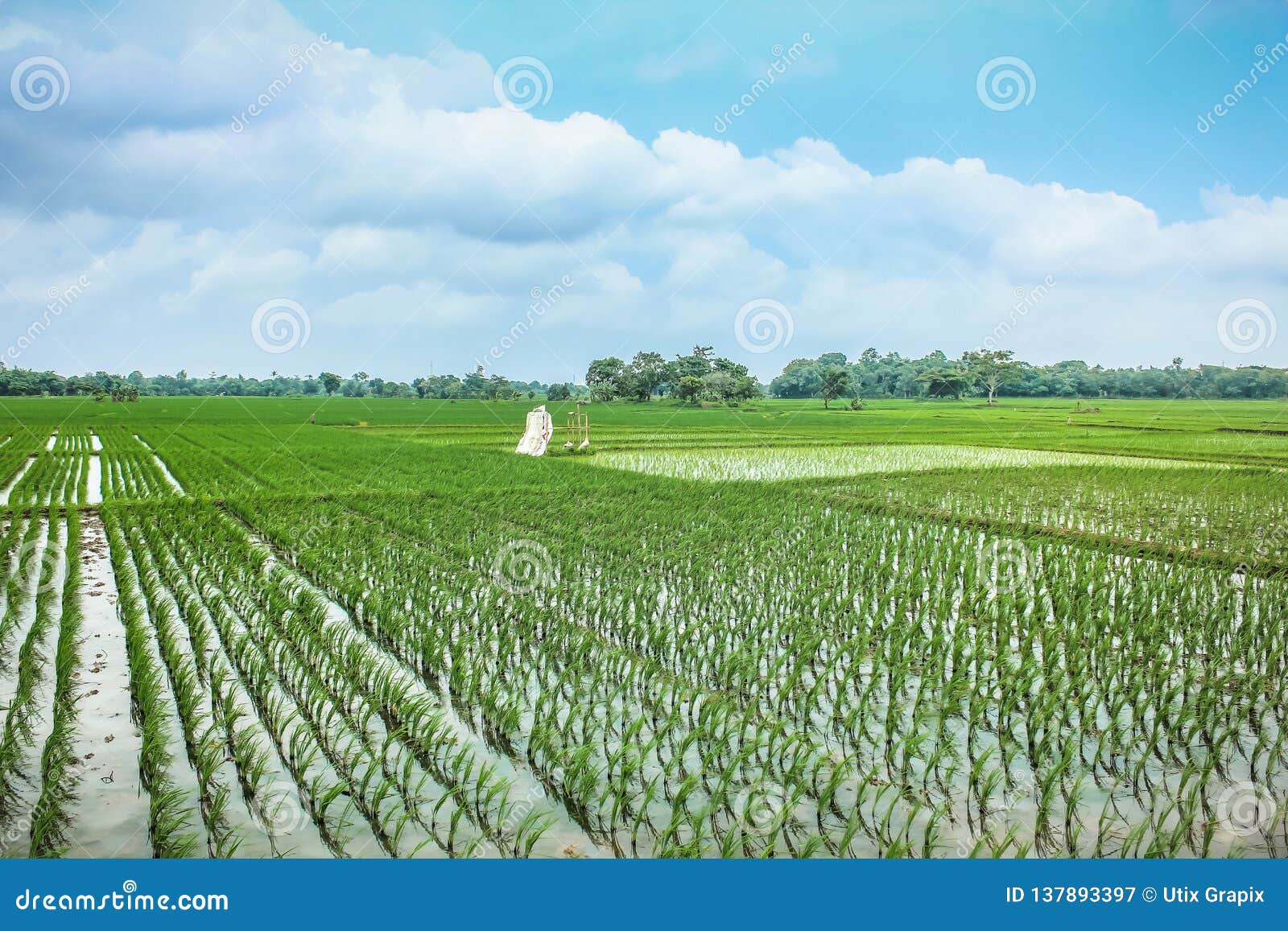 Paddy Rice Field stock image. Image of sunset, landscape - 137893397